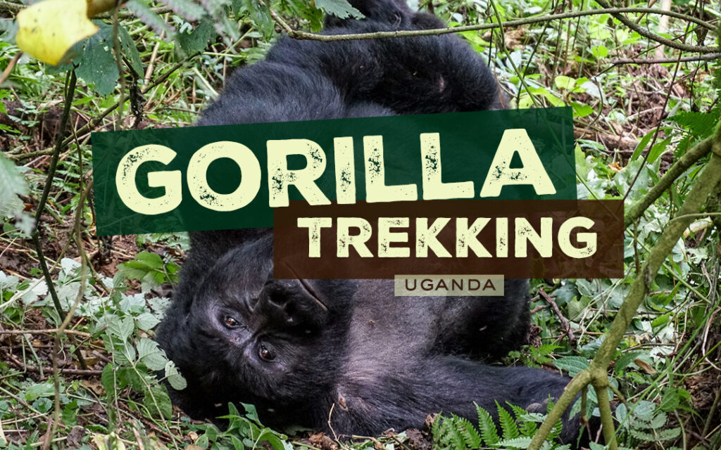 What Do Gorillas Eat and Other Fascinating Gorilla Facts - Gorilla Safaris & Tours